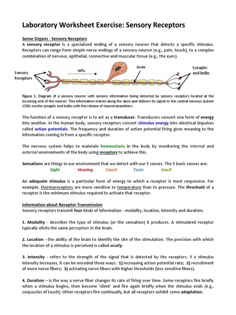 Sensory Receptors Worksheet | PDF | Senses | Stimulus (Physiology)