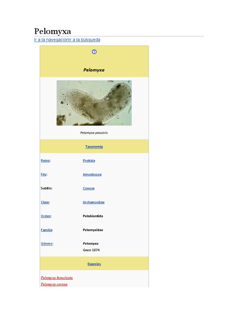 Pelomyxa | PDF | Organismos | Biología