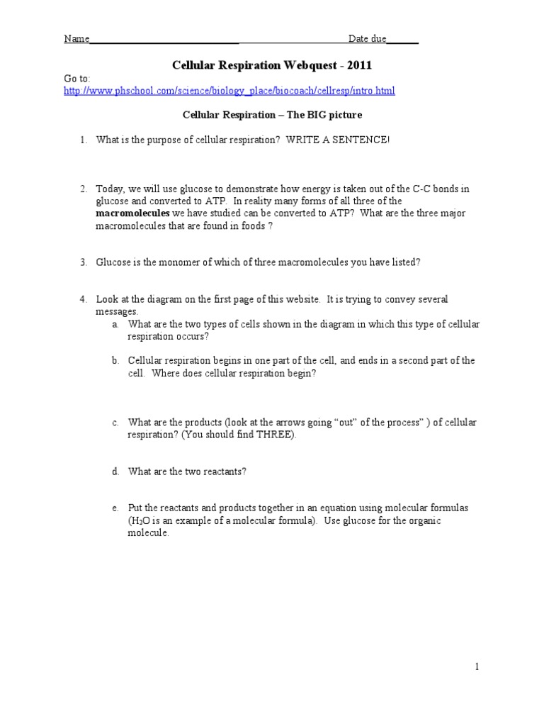 Cellular Respiration Webquest - 2009 | PDF | Adenosine Triphosphate ...