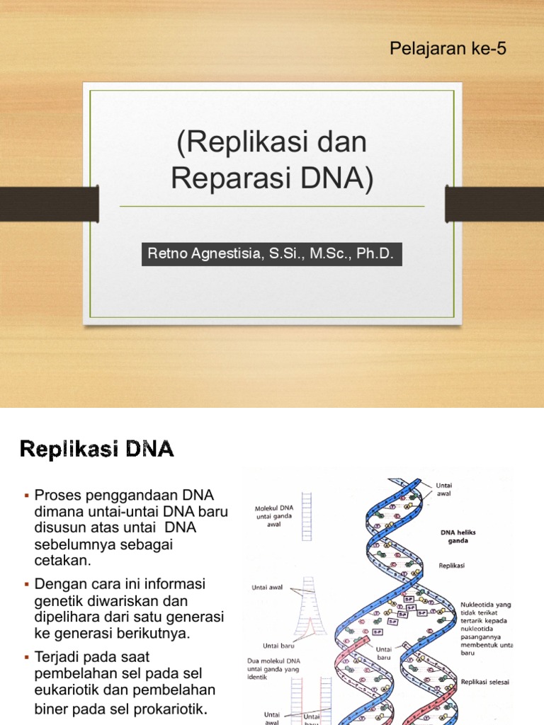 Proses Replikasi dan Reparasi DNA | PDF