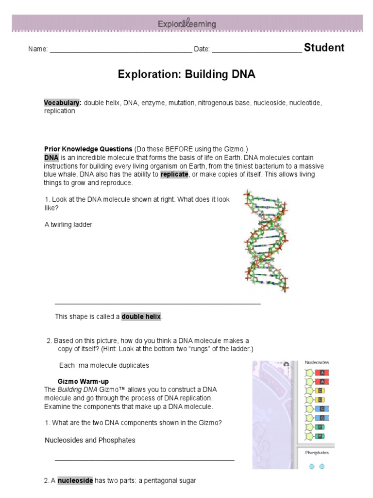 Student Exploration: Building DNA: Nucleosides and Phosphates | PDF ...