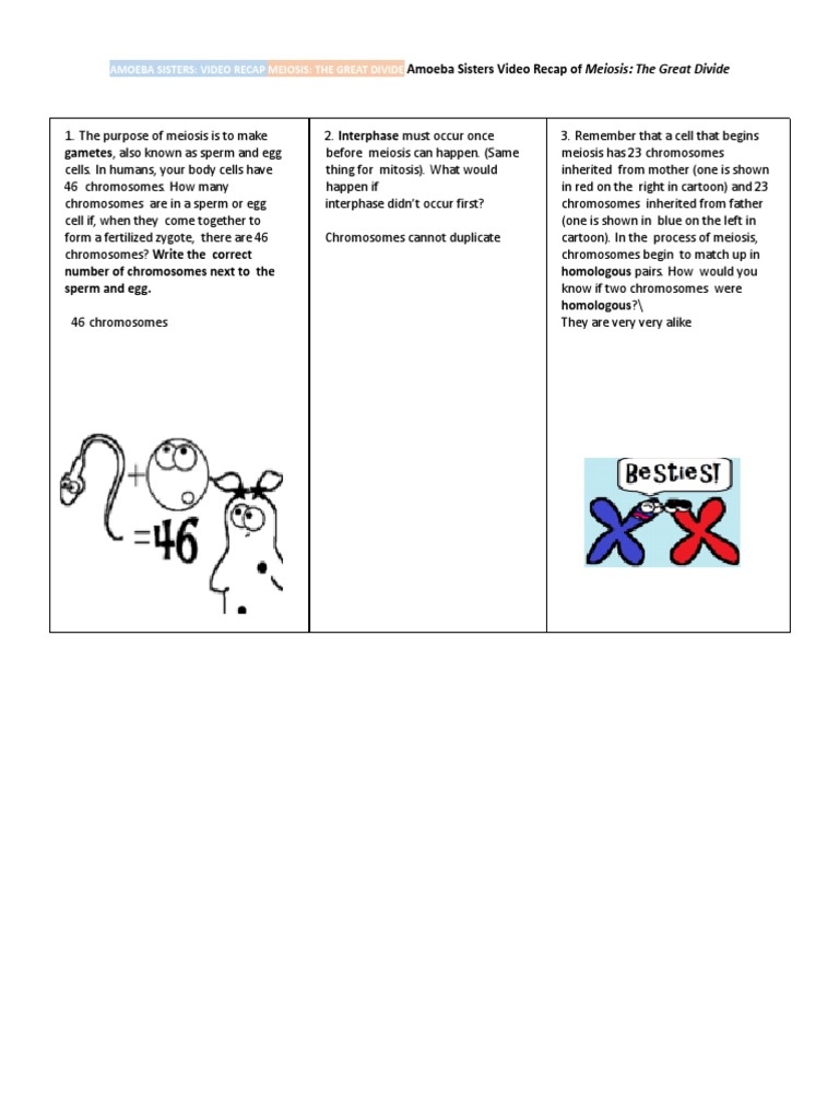 Amoeba Sisters Meiosis Video Recap | PDF | Meiosis | Chromosome