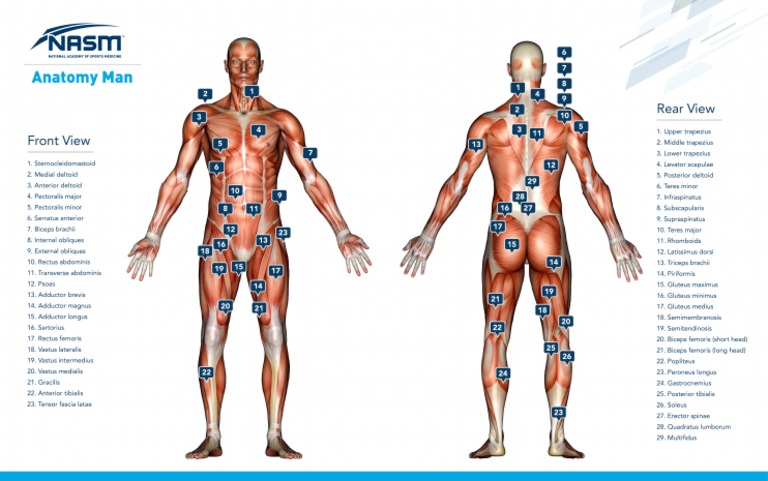 NASM - Anatomy Man Handout | PDF