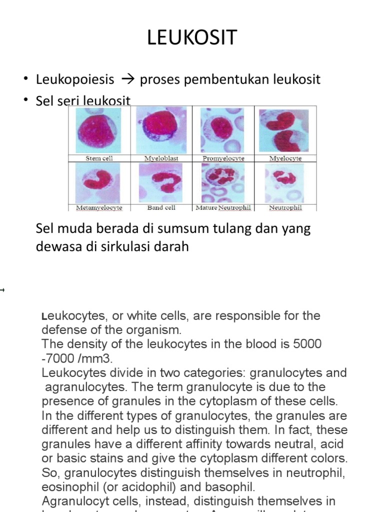 Understanding Leukocytes: Classification, Morphology, Counting, and ...