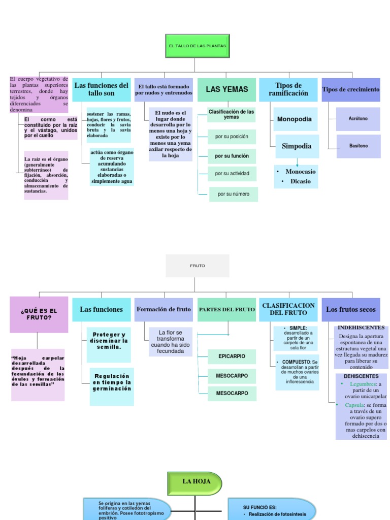 Mapa Conceptual Tallo Fruto Hoja | PDF | Fruta | Hoja