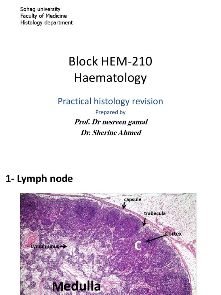 Block HEM-210 Haematology: Practical Histology Revision | PDF