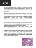 Cápsula de Glisson | PDF | Tejido adiposo | Riñón