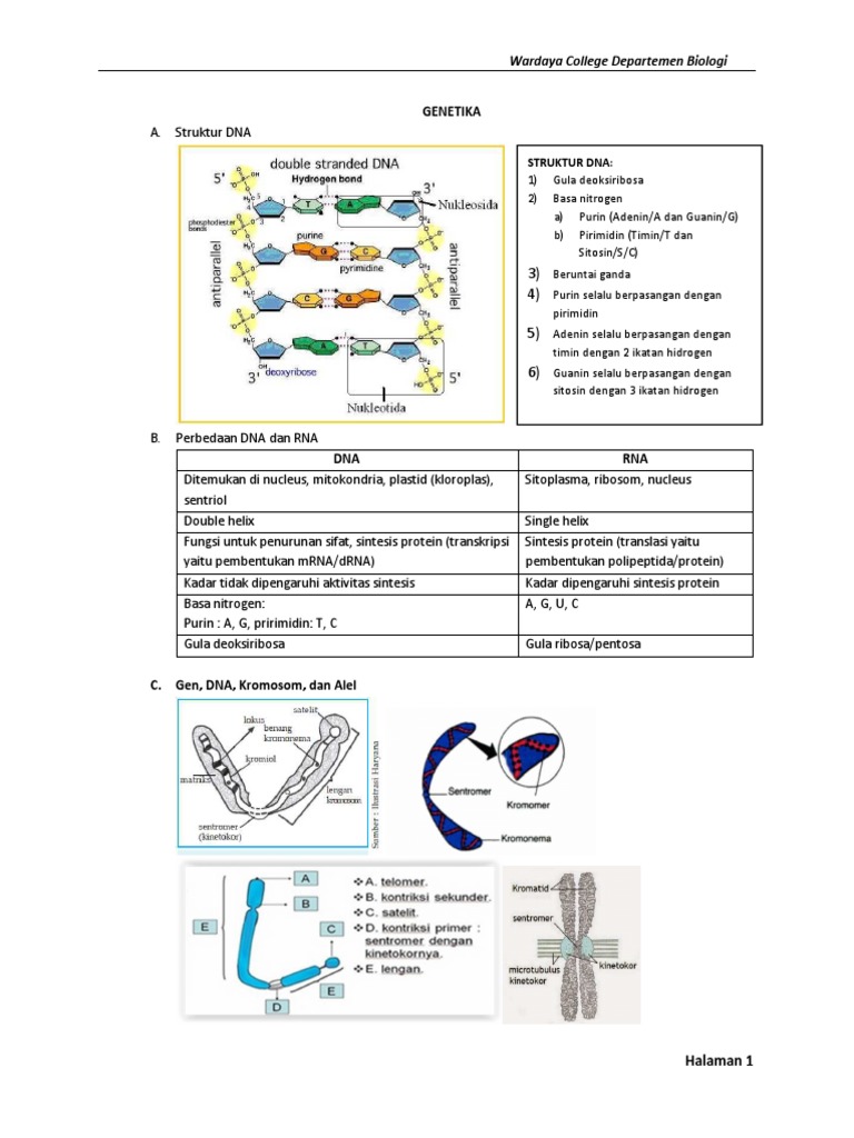 Struktur dan Fungsi DNA dalam Genetika | PDF