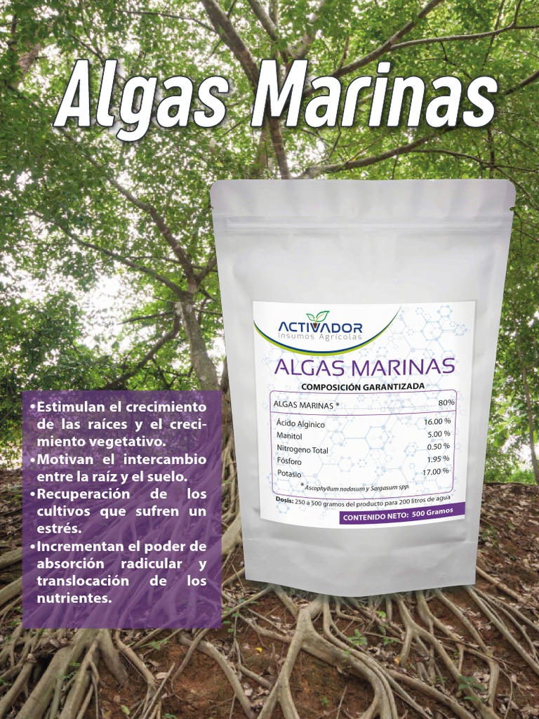 Ficha Algas Marinas - W | PDF