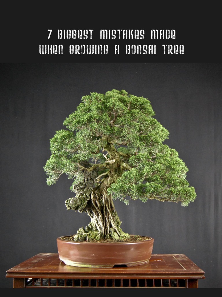 7 Common Bonsai Tree Care Mistakes | PDF | Bonsai | Trees