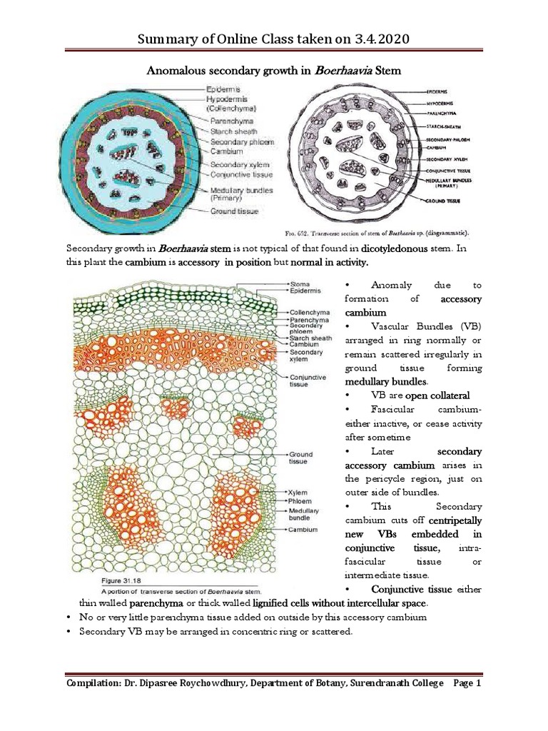 DIPASREE - ROYCHOWDHURYAnomalous Secondary Growth in Boerhaavia ...