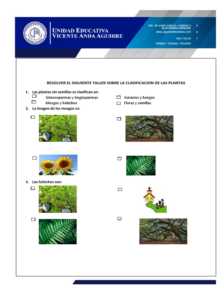 Taller - Clasificacion - Plantas - 8vo | PDF | Ciencia y matemáticas