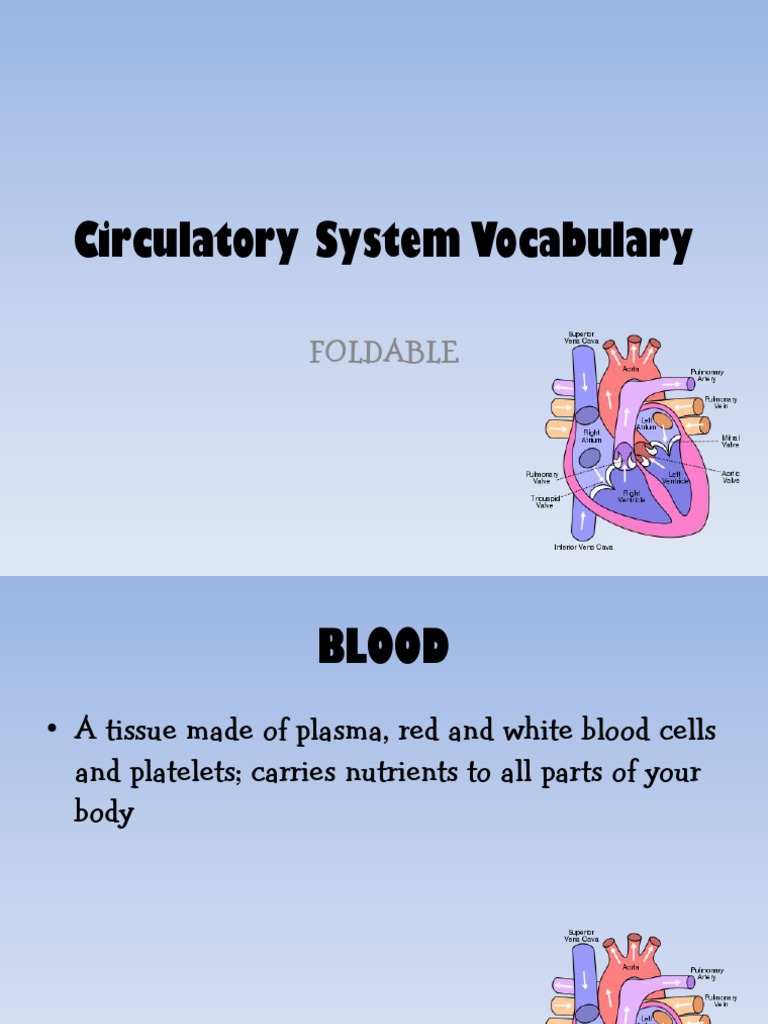Circulatory System Vocabulary Ks2