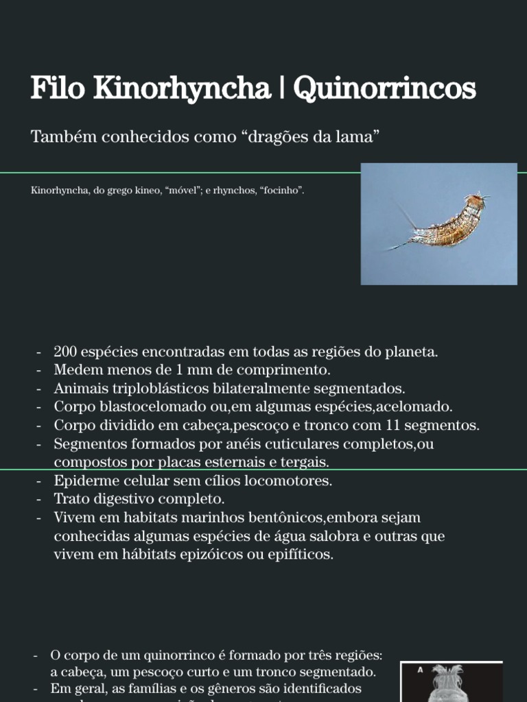 Filo Kinorhyncha - Quinorrincos | PDF | Biologia | Natureza