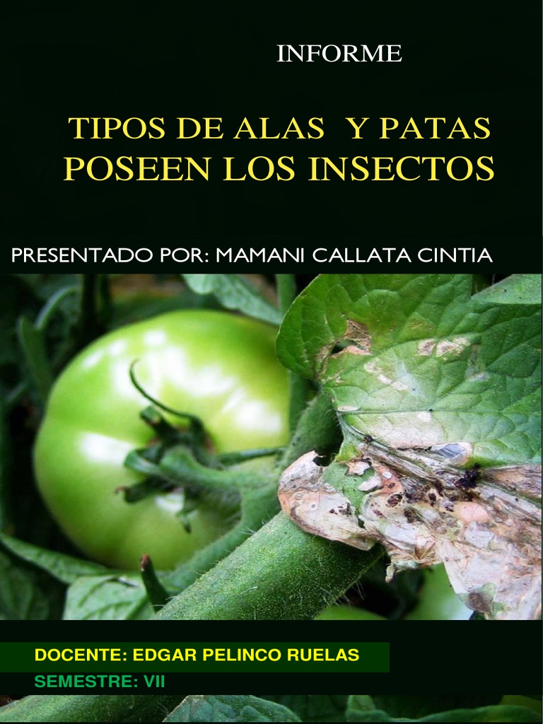 Tipos de Alas en Insectos | PDF | Insectos | Escarabajo
