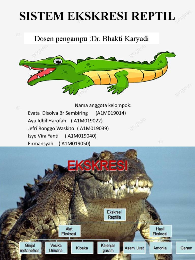 Sistem Ekskresi Reptil | PDF | Kesehatan Holistik