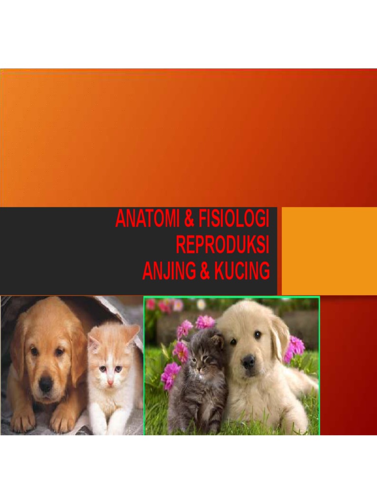 Anatomi dan Fisiologi Reproduksi Kucing dan Anjing | PDF | Kesehatan ...