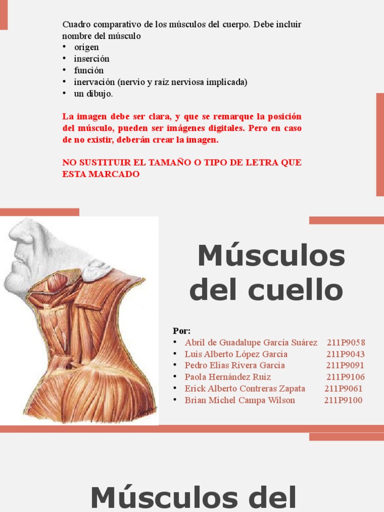Funciones y anatomía de músculos del cuello | PDF | Anatomía | Sistema ...