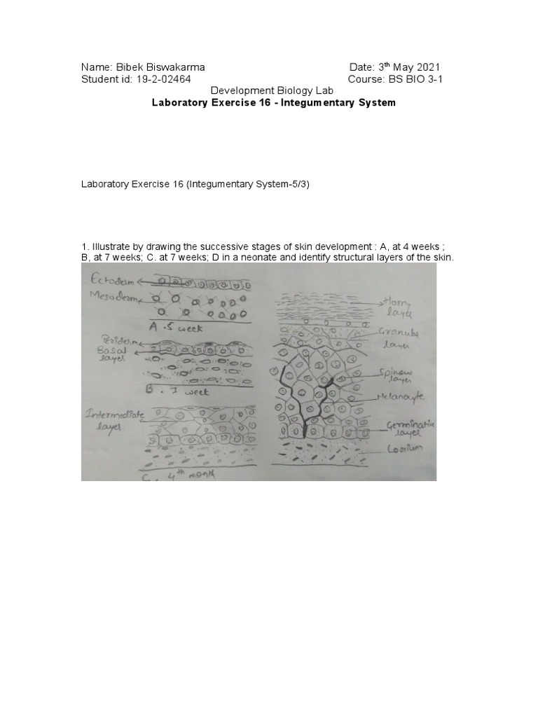 Laboratory Exercise 16 (Integumentary System-5/3) | PDF | Skin | Hair