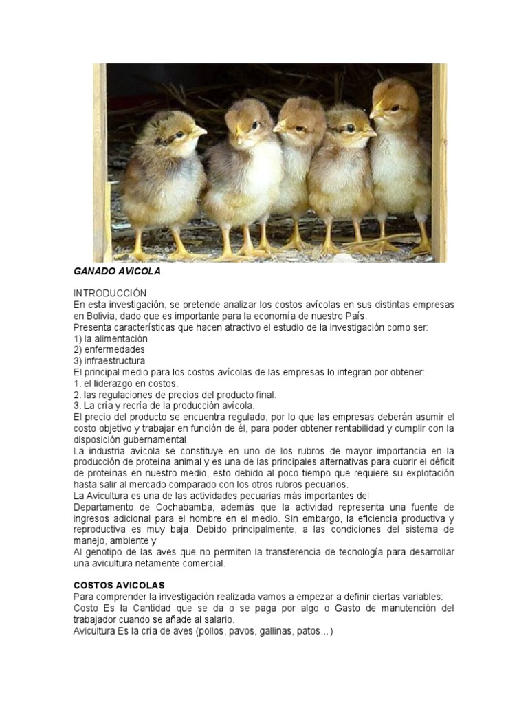 Crianza de Pollos | PDF | Avicultura | Aves