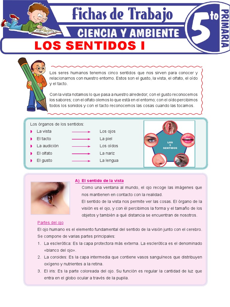 Funciones y Cuidado de la Vista y el Tacto | PDF | Ojo humano | Piel