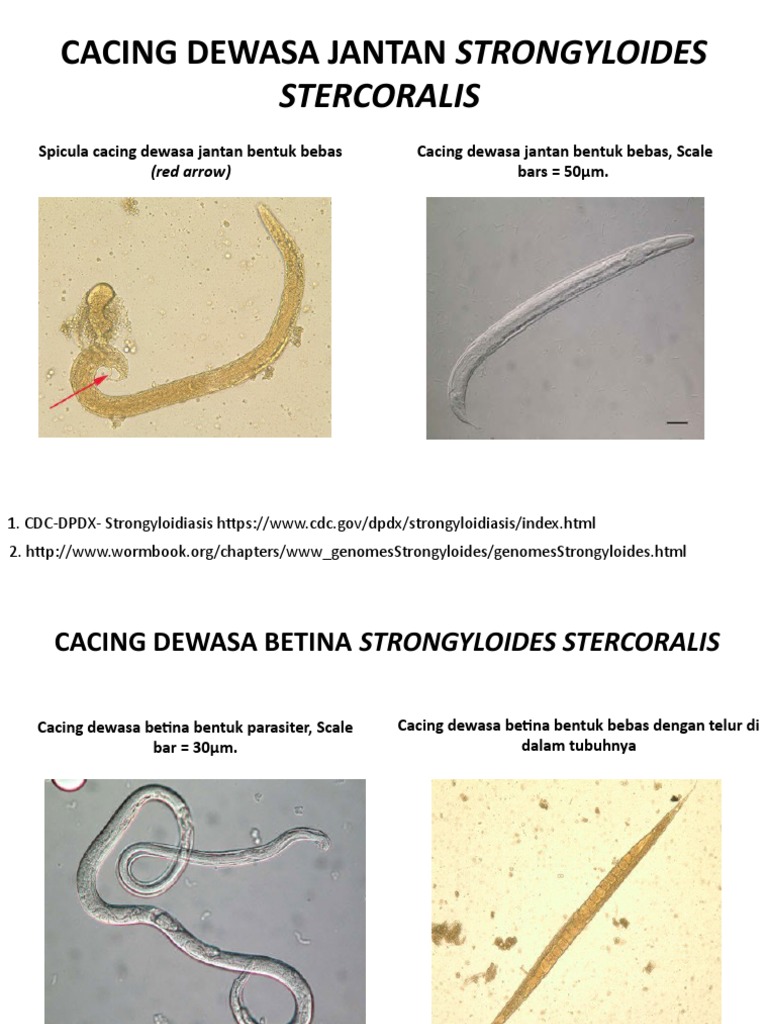 Cacing Dewasa, Larva Dan Telur Strongyloides Stercoralis | PDF