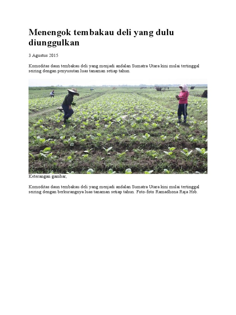 Tembakau Deli: Sejarah dan Penurunan Produksi | PDF | Griya & Taman