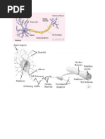 Bagian Neuron Dan Fungsinya | PDF
