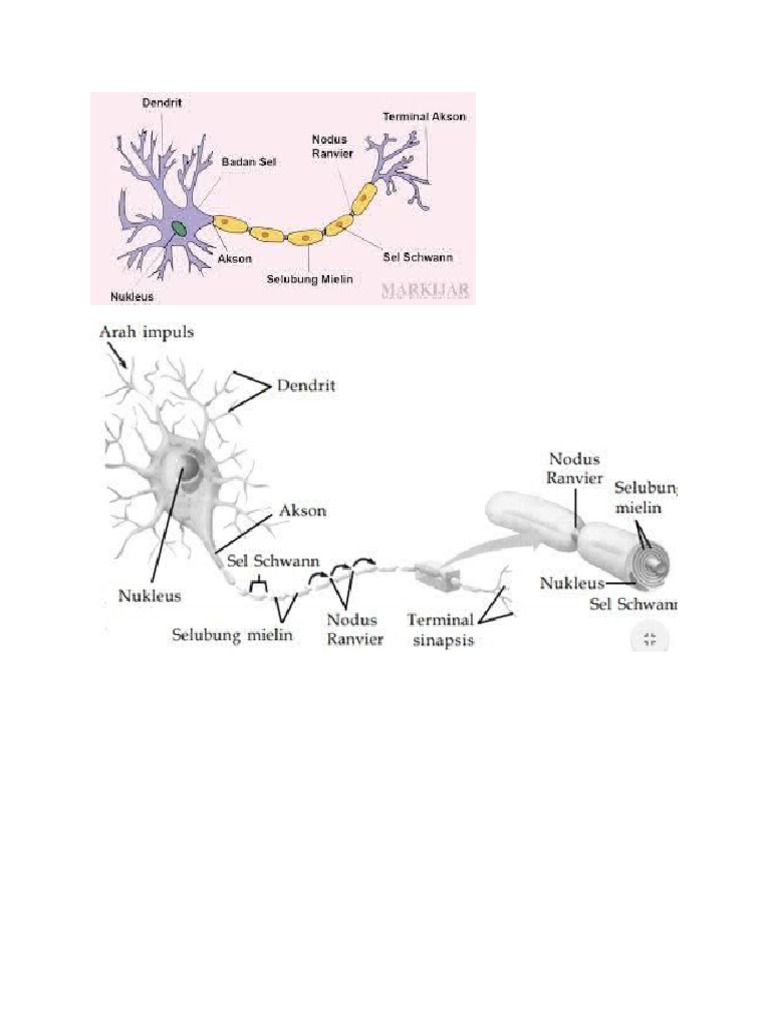 Struktur dan Fungsi Neuron | PDF