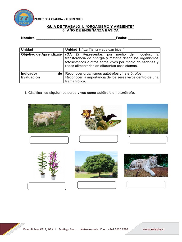 Actividades sobre Autótrofos y Heterótrofos | PDF