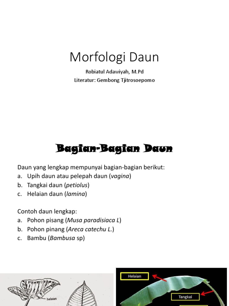 Morfologi Daun | PDF
