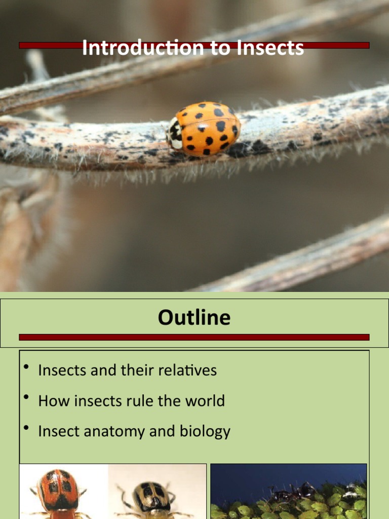 06 Introduction To Insects14 | PDF | Insects | Beetle