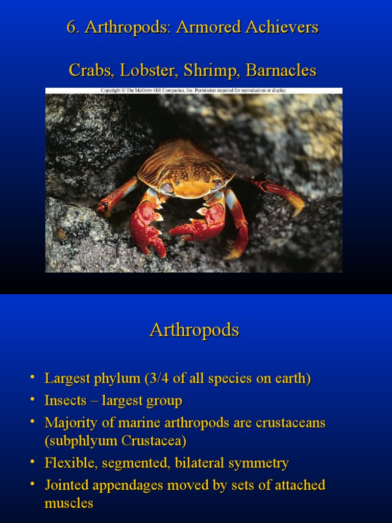 Arthropods: Armored Achievers Crabs, Lobster, Shrimp, Barnacles | PDF ...