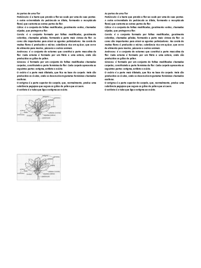 Partes da flor: pedúnculo, cálice, corola, androceu e gineceu | PDF ...