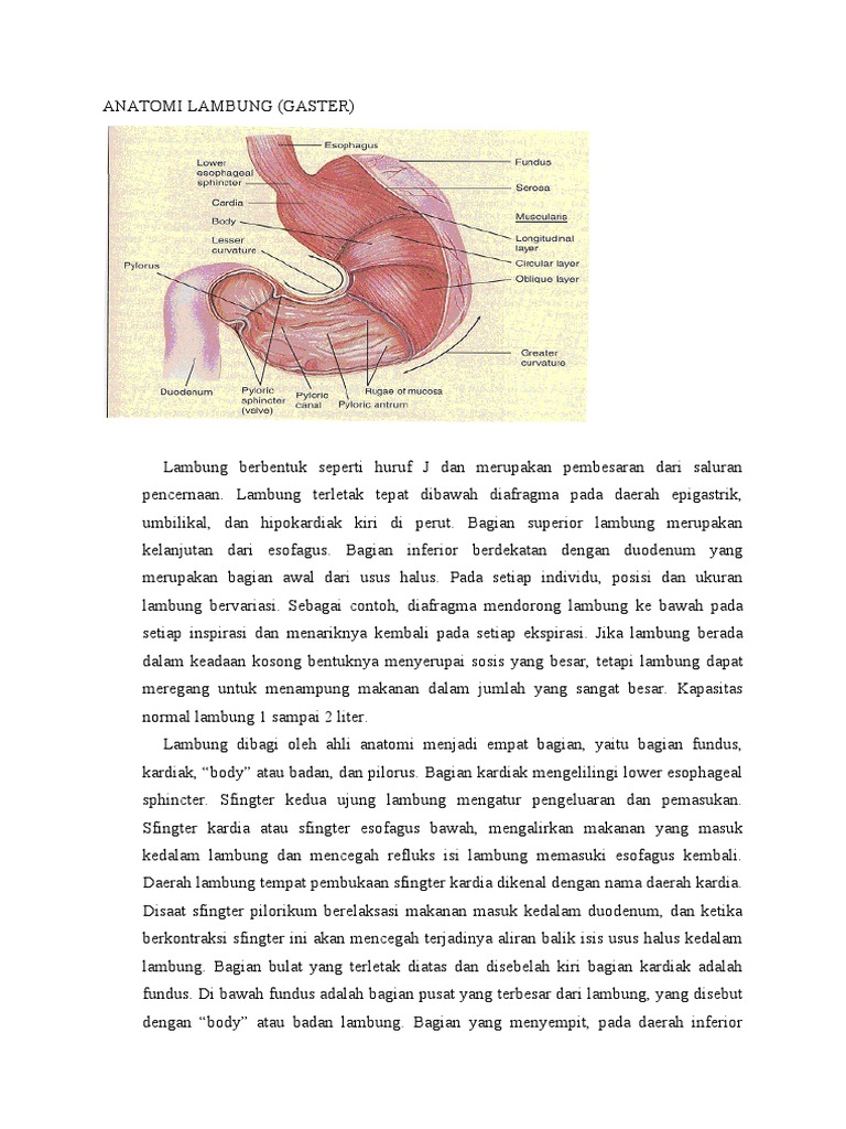Anatomi Lambung | PDF