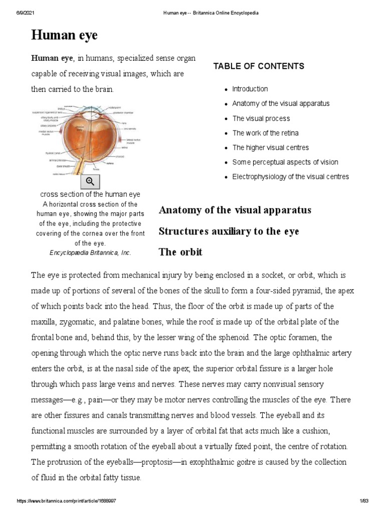 Human Eye - Britannica Online Encyclopedia | PDF | Retina | Cornea