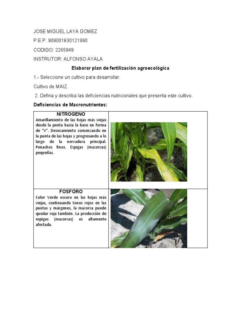 Plan de Fertilización Agroecológica para Maíz | PDF | Fertilizante | Maíz