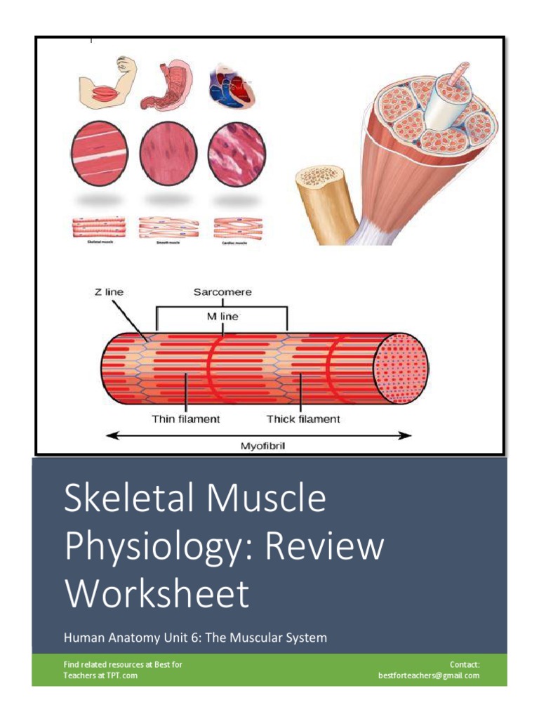 Skeletal Muscle Physiology Review Worksheet Human Anatomy Unit 6 The 