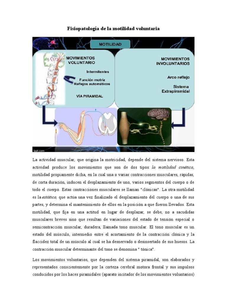 Fisiopatología de La Motilidad Voluntaria | PDF | Músculo | Contracción ...