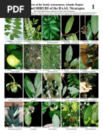 Tree Identification Cards | PDF | Flora | Trees