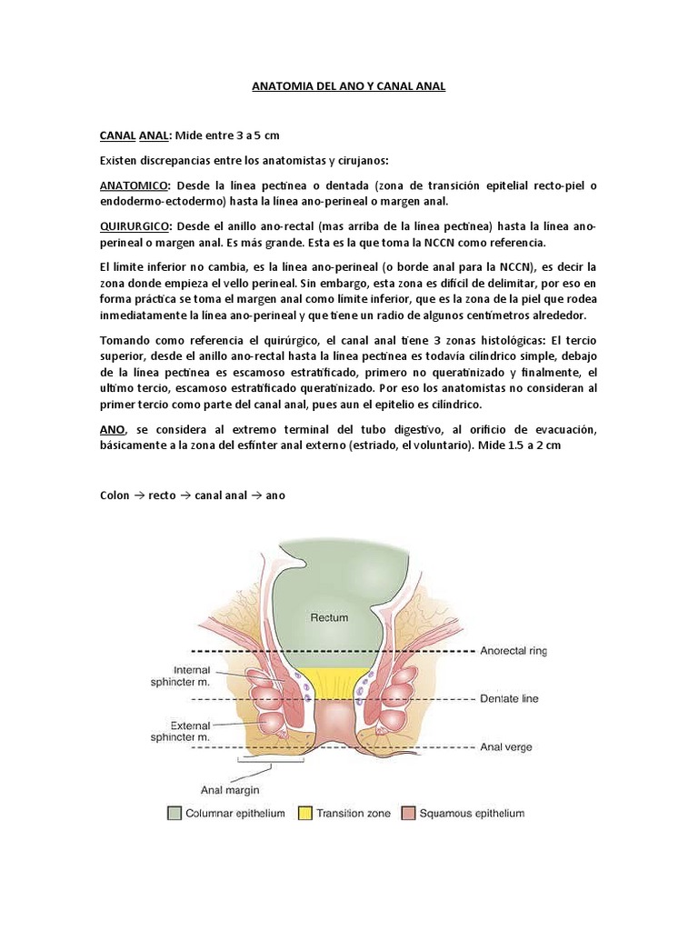 Anatomia Del Ano | PDF