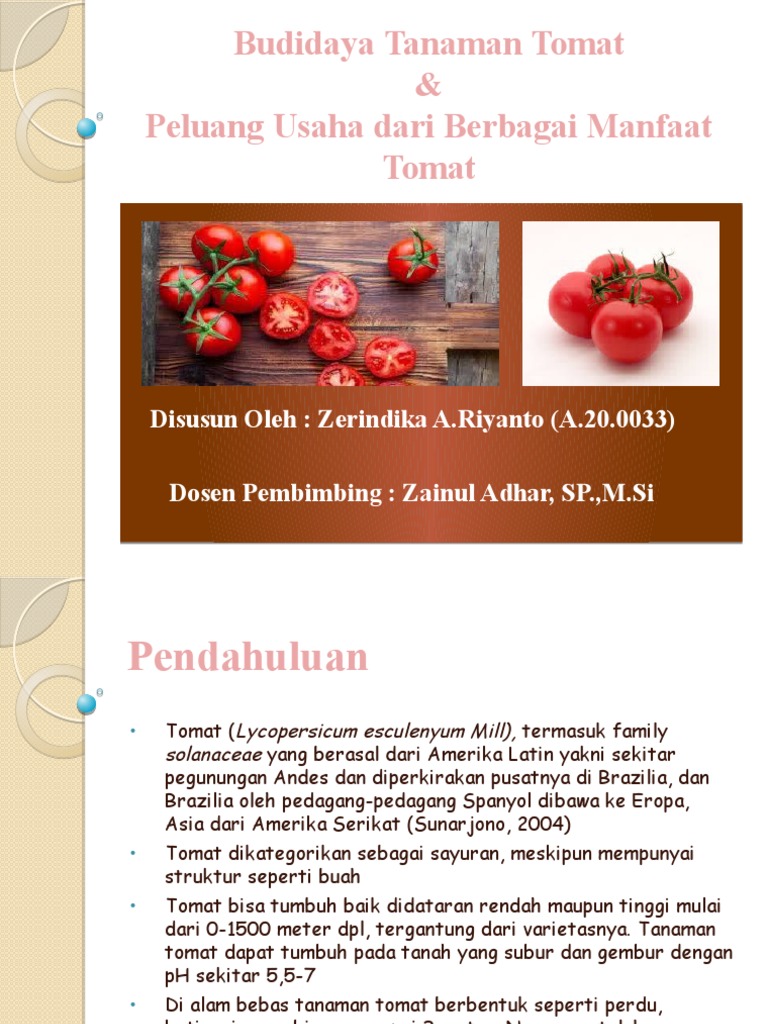 Budidaya Tomat | PDF