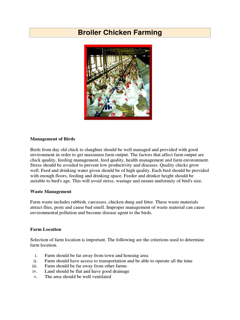 Broiler Chicken Farming | PDF | Poultry Farming | Chicken