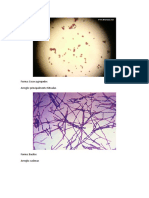 Morfología de Cocos, Bacilos y Espirilos | PDF | Las bacterias ...
