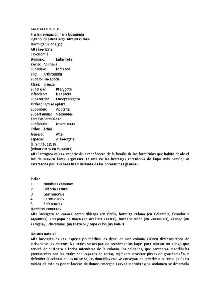 Bachaco Rojo | PDF | Vespoidea | Himenópteros
