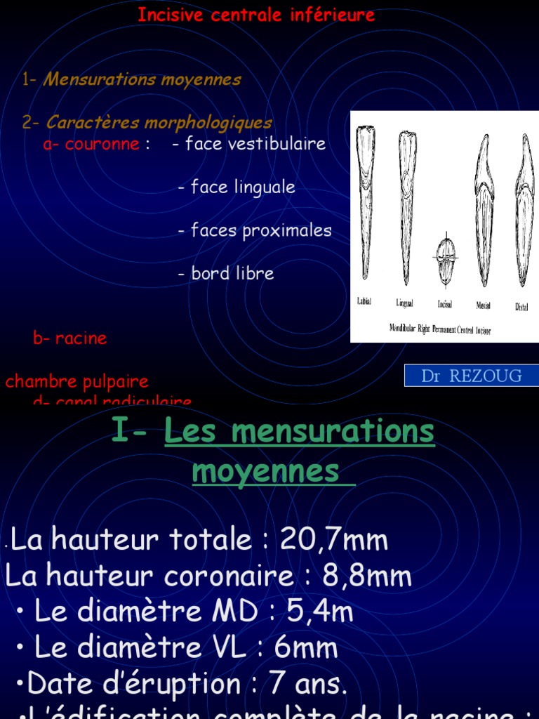 Anatomie de l'incisive centrale inférieure | PDF | Branches de la ...