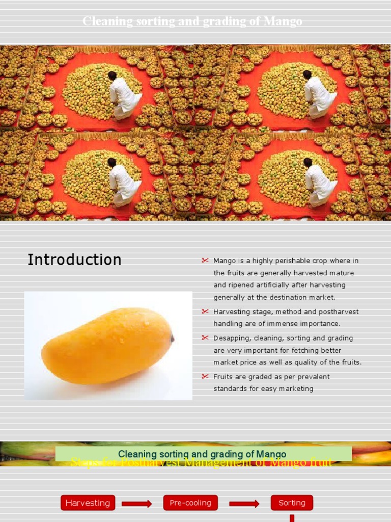 Mango Sorting and Grading Process | PDF | Mango | Postharvest