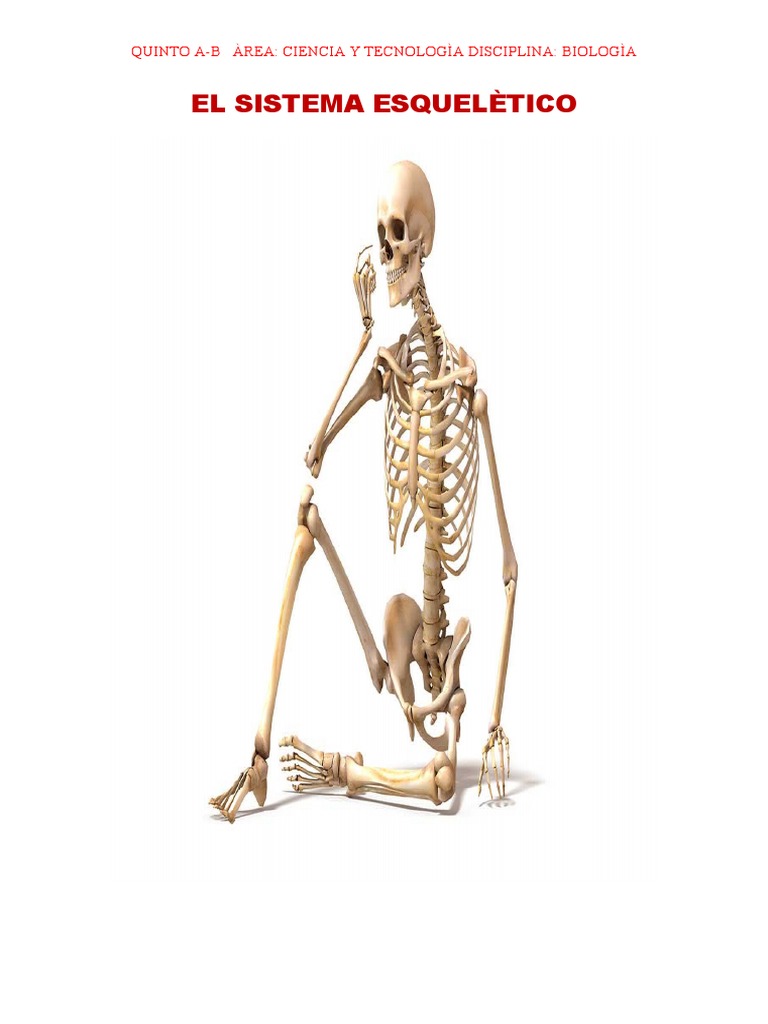 El Sistema Esquelètico I Quinto | PDF | Hueso | Articulación