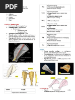 Triadan Tooth Numbering System | PDF