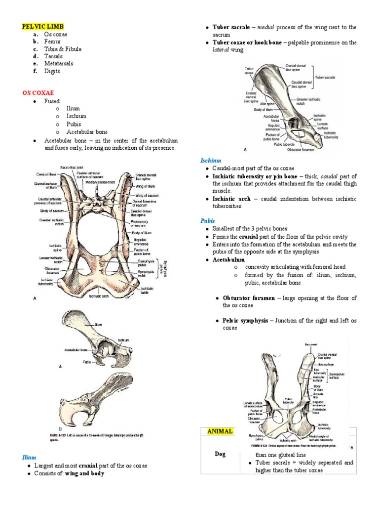Anatomy of the Pelvic Limb Bones in Common Domestic Animal Species ...